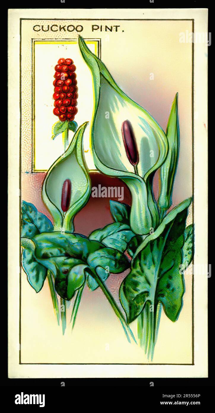 Cuckoo Pint - Vintage Cigarette Card Stock Photo - Alamy