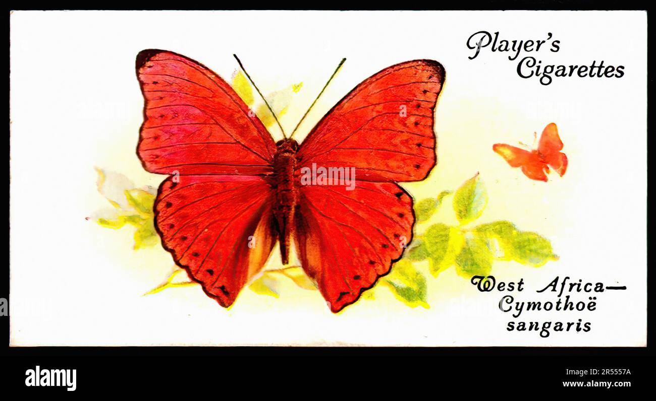Cymothoe Sangaris Butterfly - Vintage Cigarette Card Stock Photo - Alamy