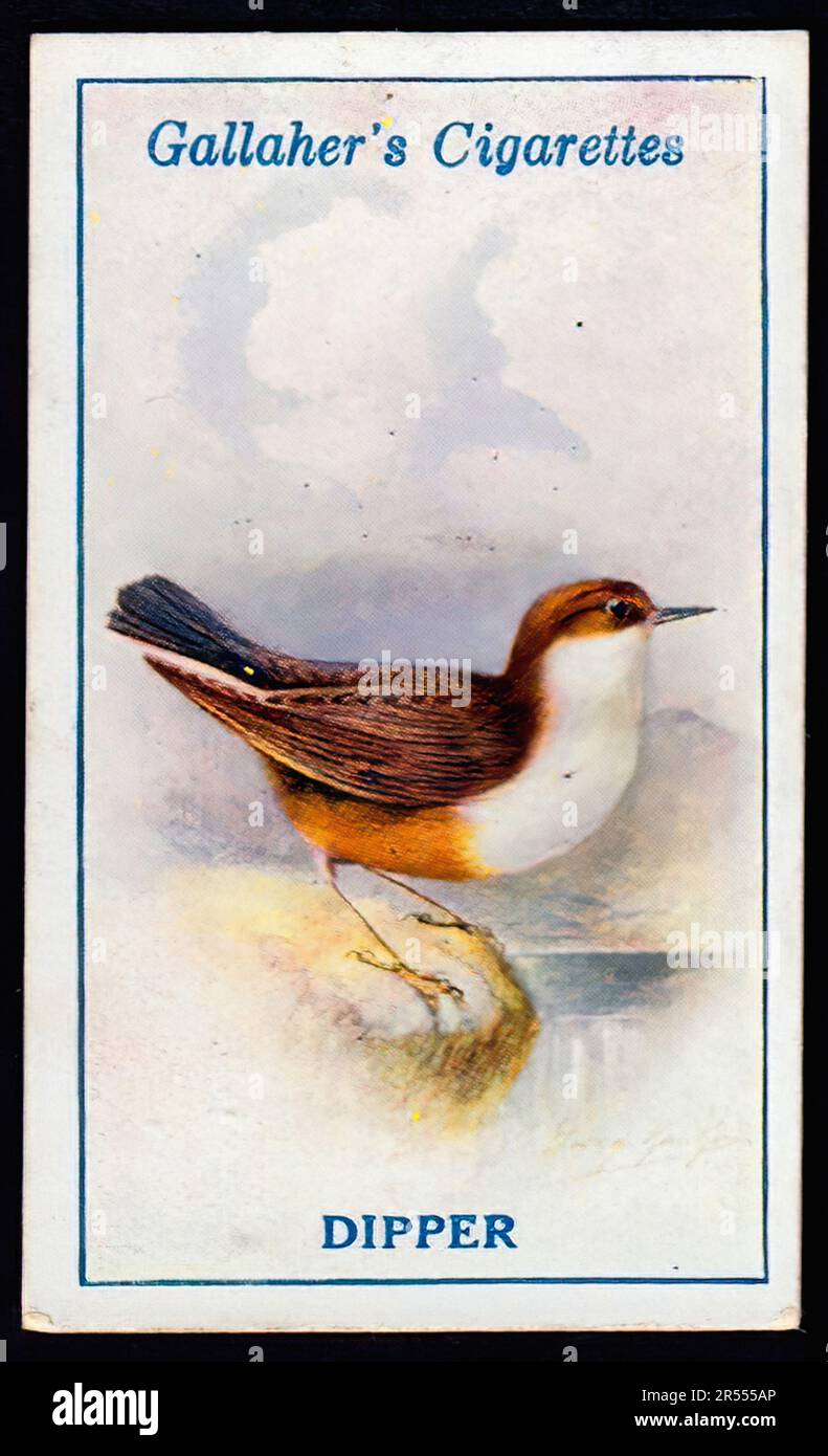 Dipper 002 - Vintage Cigarette Card Stock Photo - Alamy
