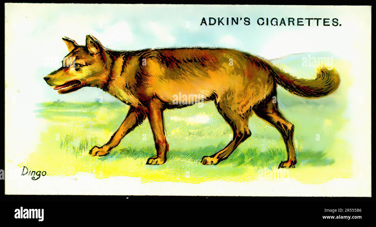 Dingo - Vintage Cigarette Card Stock Photo - Alamy