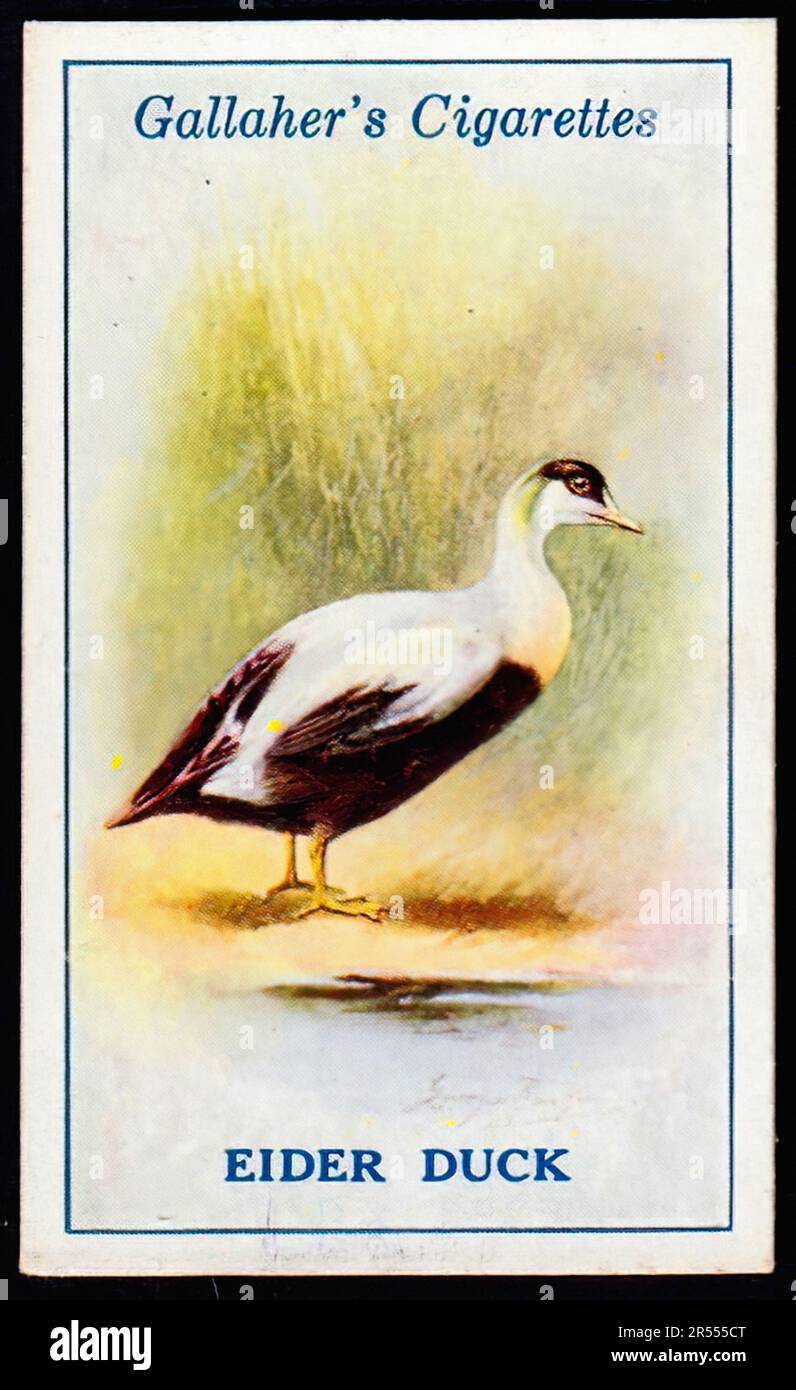 Eider Duck - Vintage Cigarette Card Stock Photo - Alamy