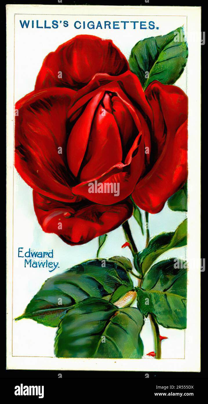 Edward Mawley Rose - Vintage Cigarette Card Stock Photo - Alamy