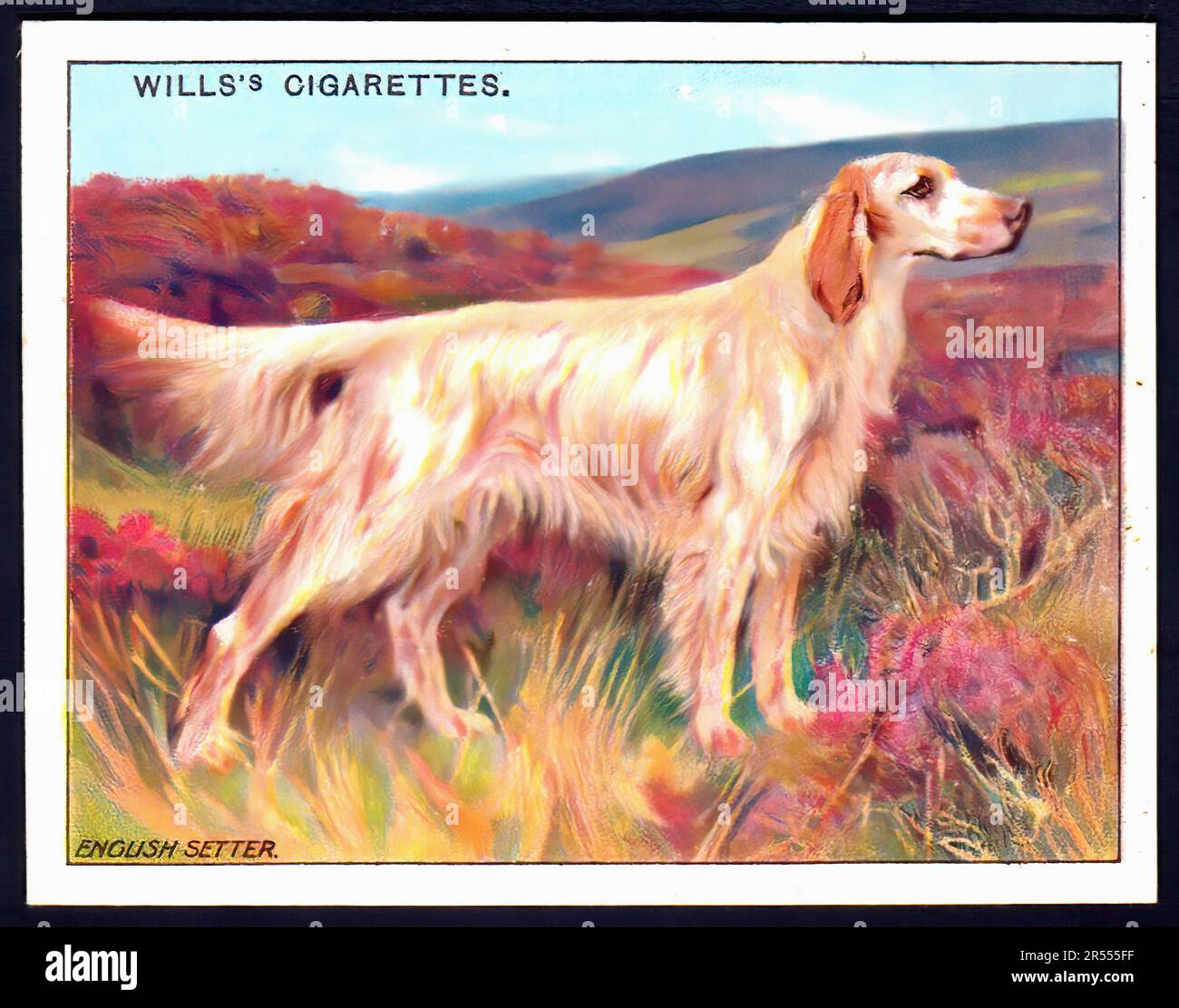 English Setter 002 - Vintage Cigarette Card Stock Photo - Alamy