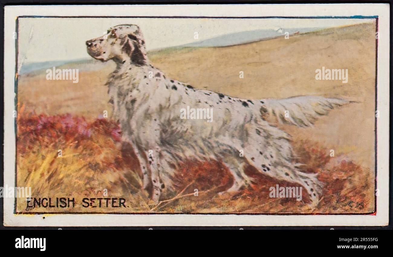 English Setter 003 - Vintage Cigarette Card Stock Photo - Alamy