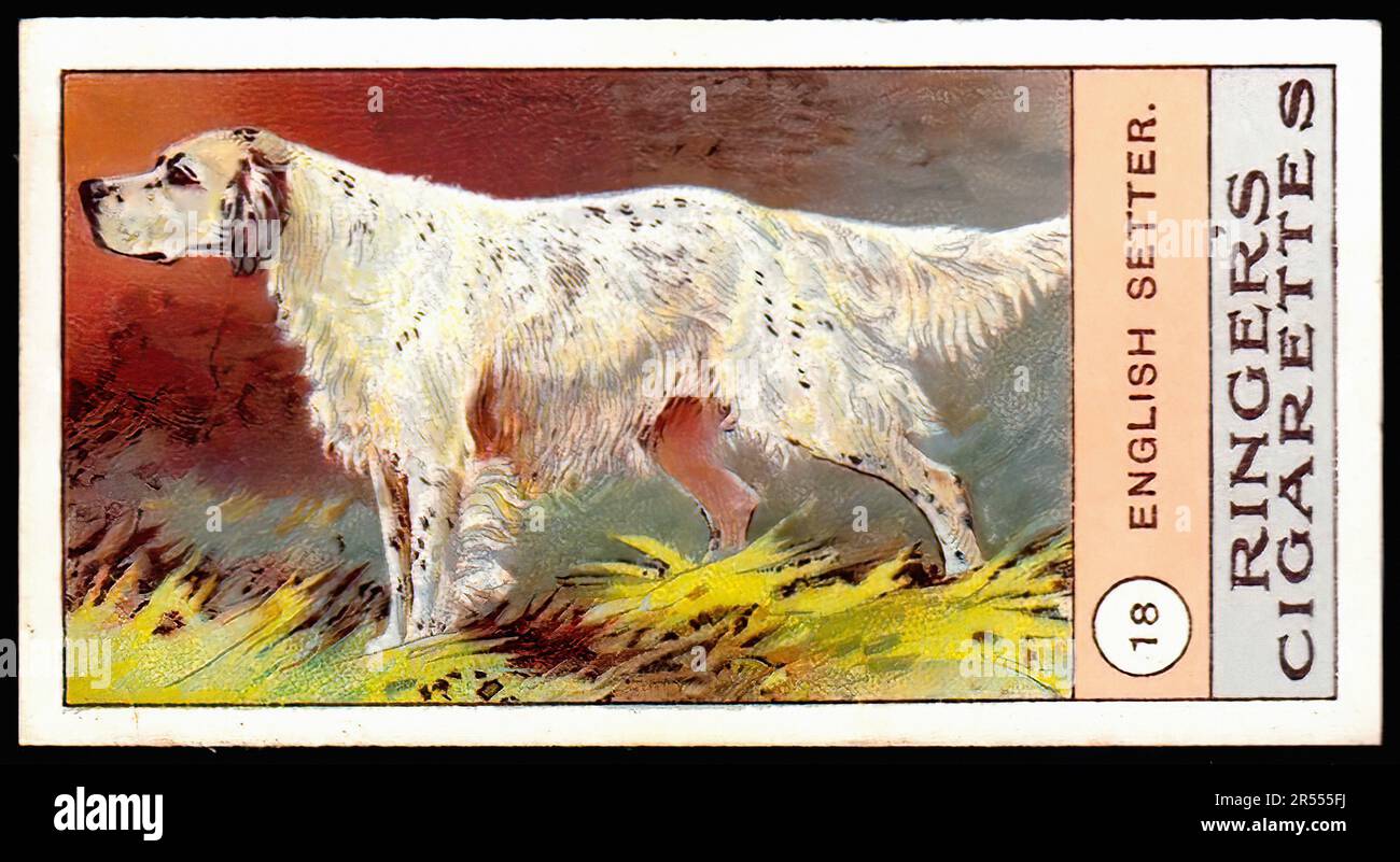 English Setter - Vintage Cigarette Card Stock Photo - Alamy