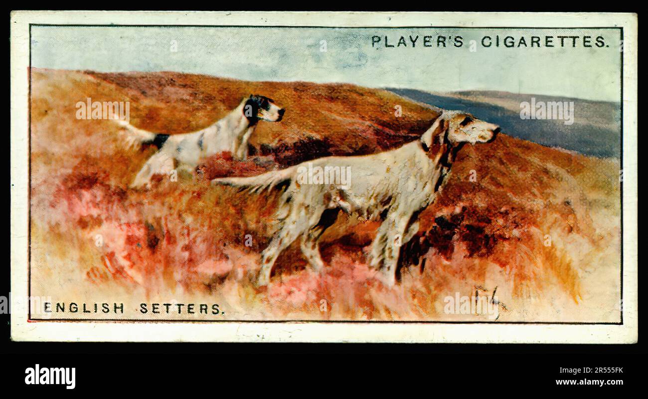 English Setters - Vintage Cigarette Card Stock Photo - Alamy