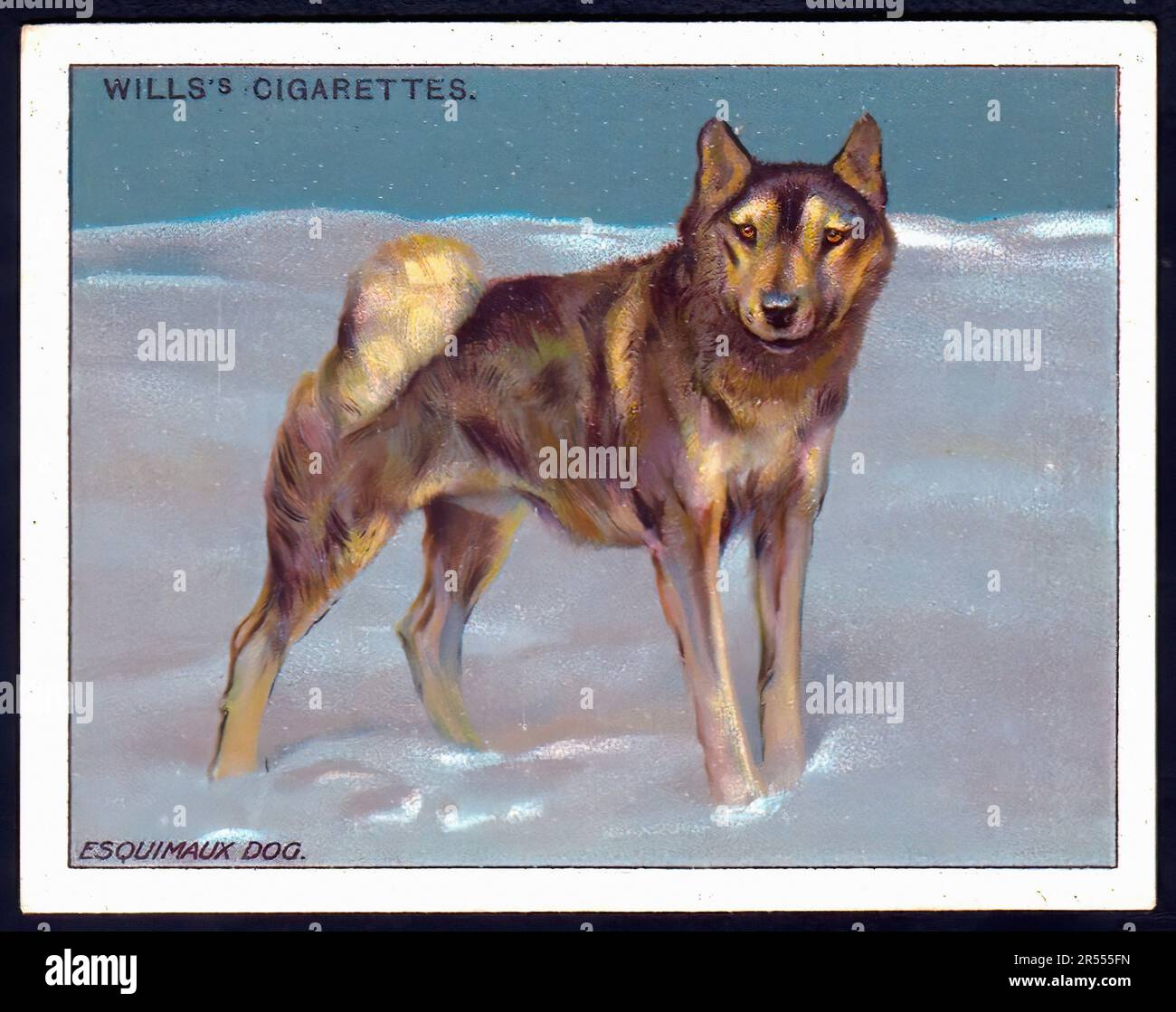 Esquimaux dog hi-res stock photography and images - Alamy