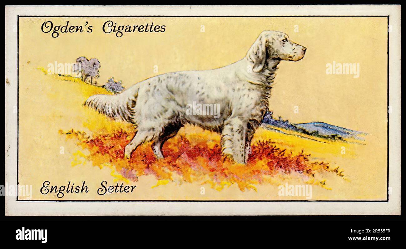 English Setter 001 - Vintage Cigarette Card Stock Photo - Alamy