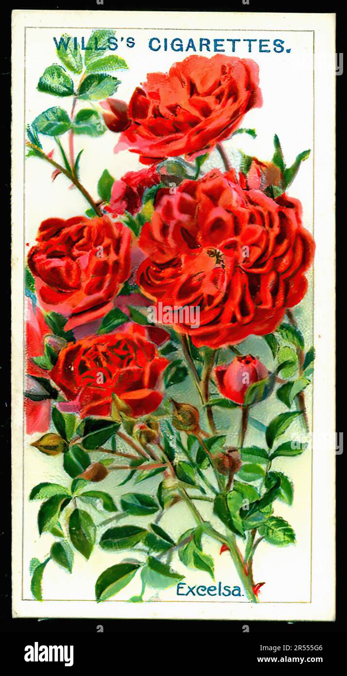 Excelsa Rose - Vintage Cigarette Card Stock Photo - Alamy