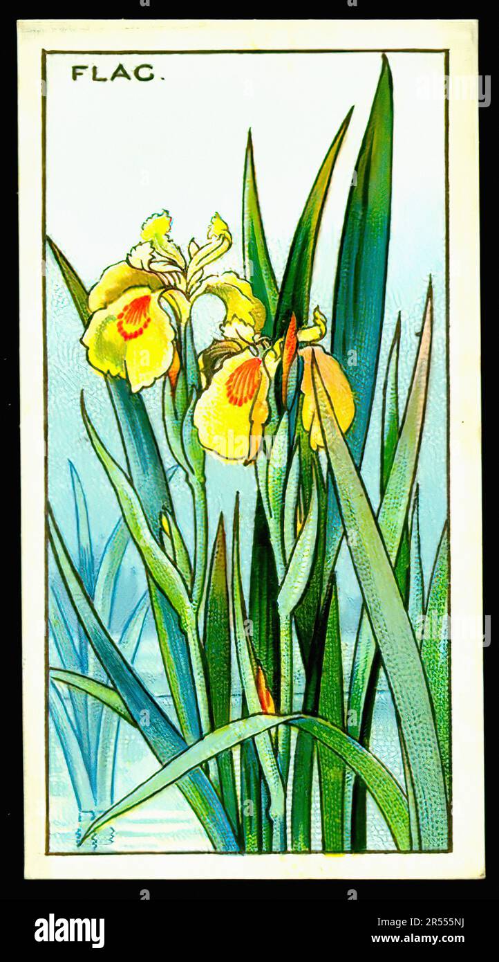 Cigarette card flower hi-res stock photography and images - Alamy