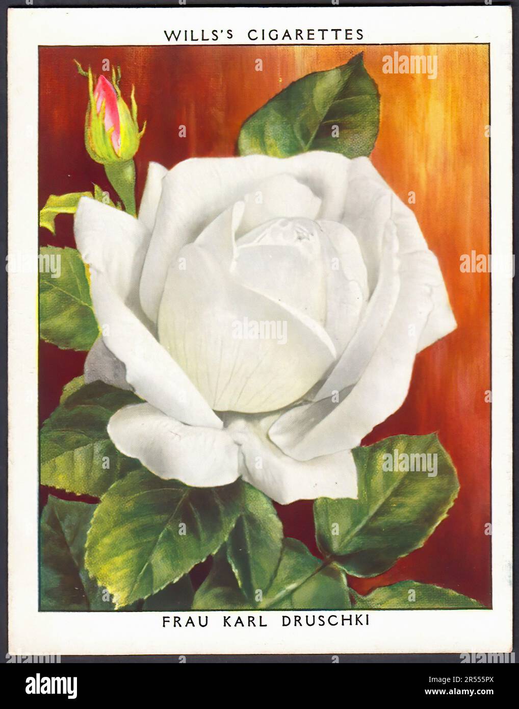 Frau Karl Druschki Rose - Vintage Cigarette Card Stock Photo - Alamy