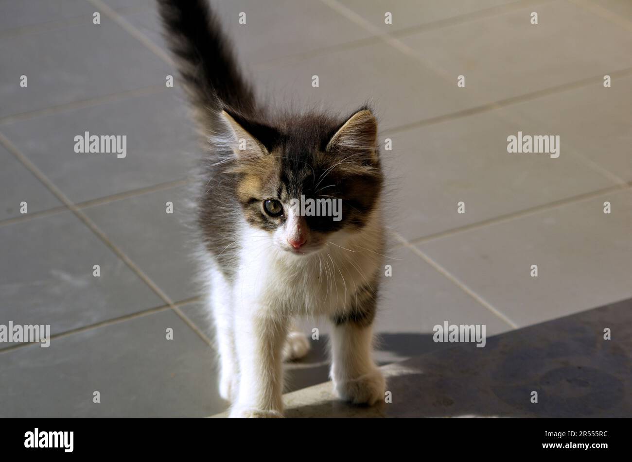View of a kitten and its shadow Stock Photo - Alamy