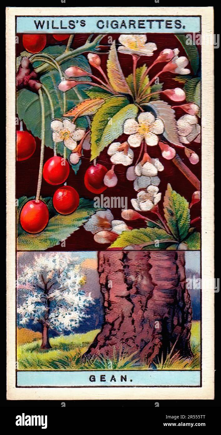 Gean tree hi-res stock photography and images - Alamy