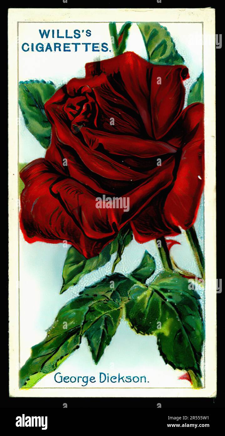 Rose 'george dickson' hi-res stock photography and images - Alamy