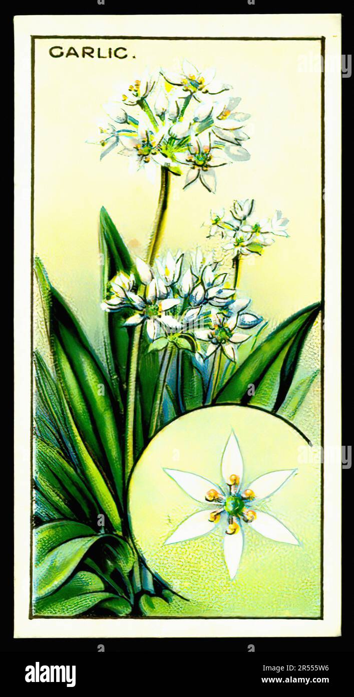 Garlic - Vintage Cigarette Card Stock Photo - Alamy