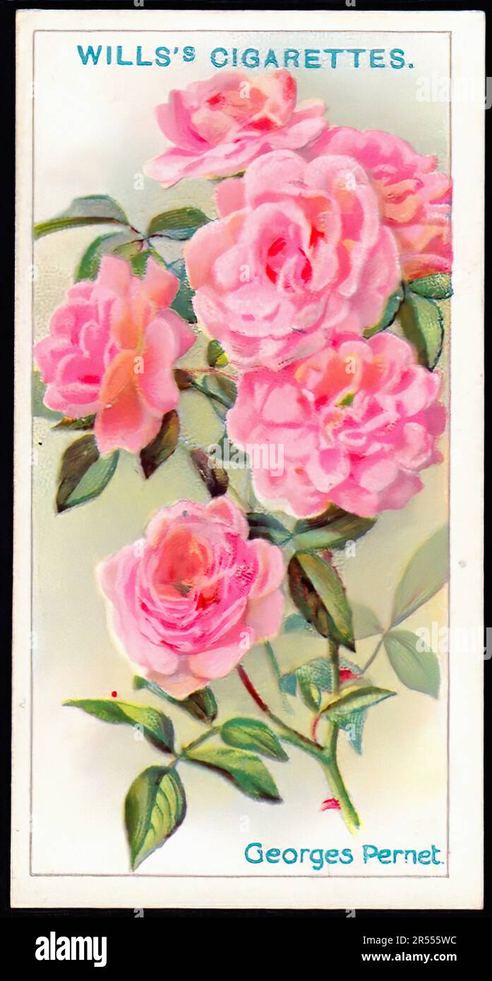 Georges Pernet Rose - Vintage Cigarette Card Stock Photo - Alamy