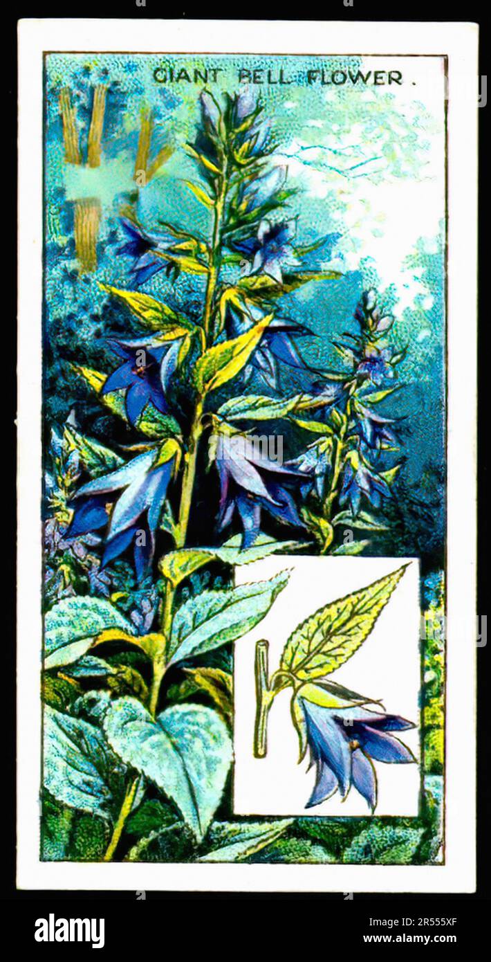 Cigarette card flower hi-res stock photography and images - Alamy