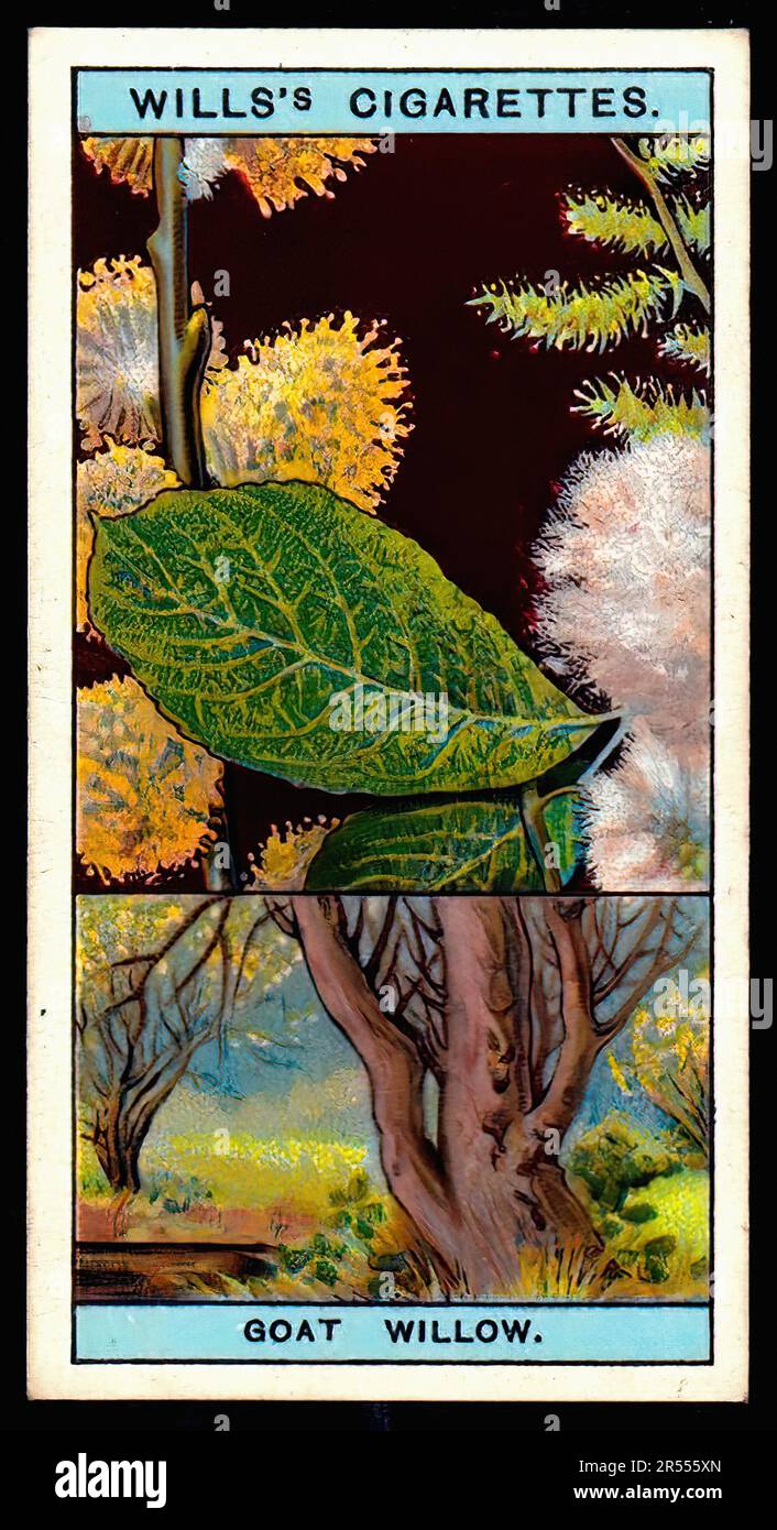 Goat Willow Tree 001 - Vintage Cigarette Card Stock Photo - Alamy