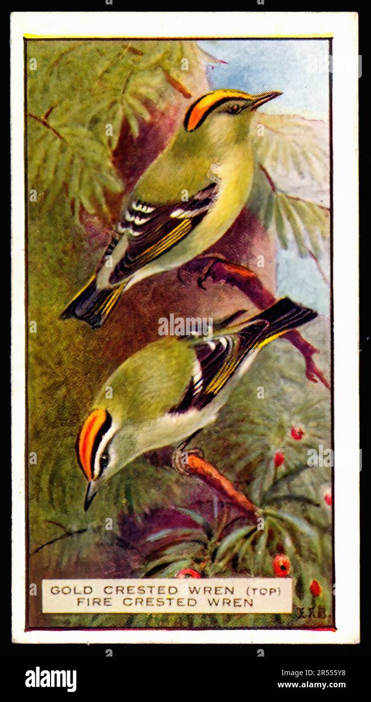 Gold and Fire Crested Wrens - Vintage Cigarette Card Stock Photo - Alamy