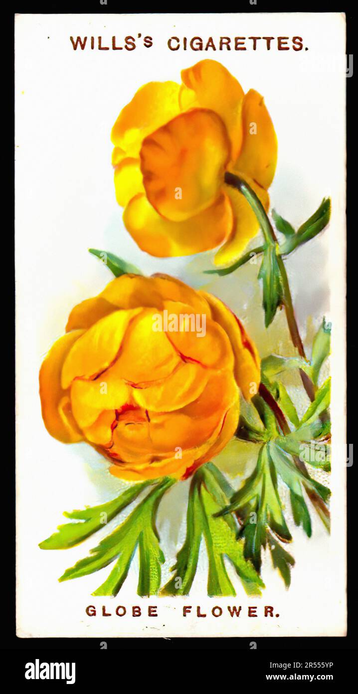 Globe Flower - Vintage Cigarette Cards Stock Photo - Alamy