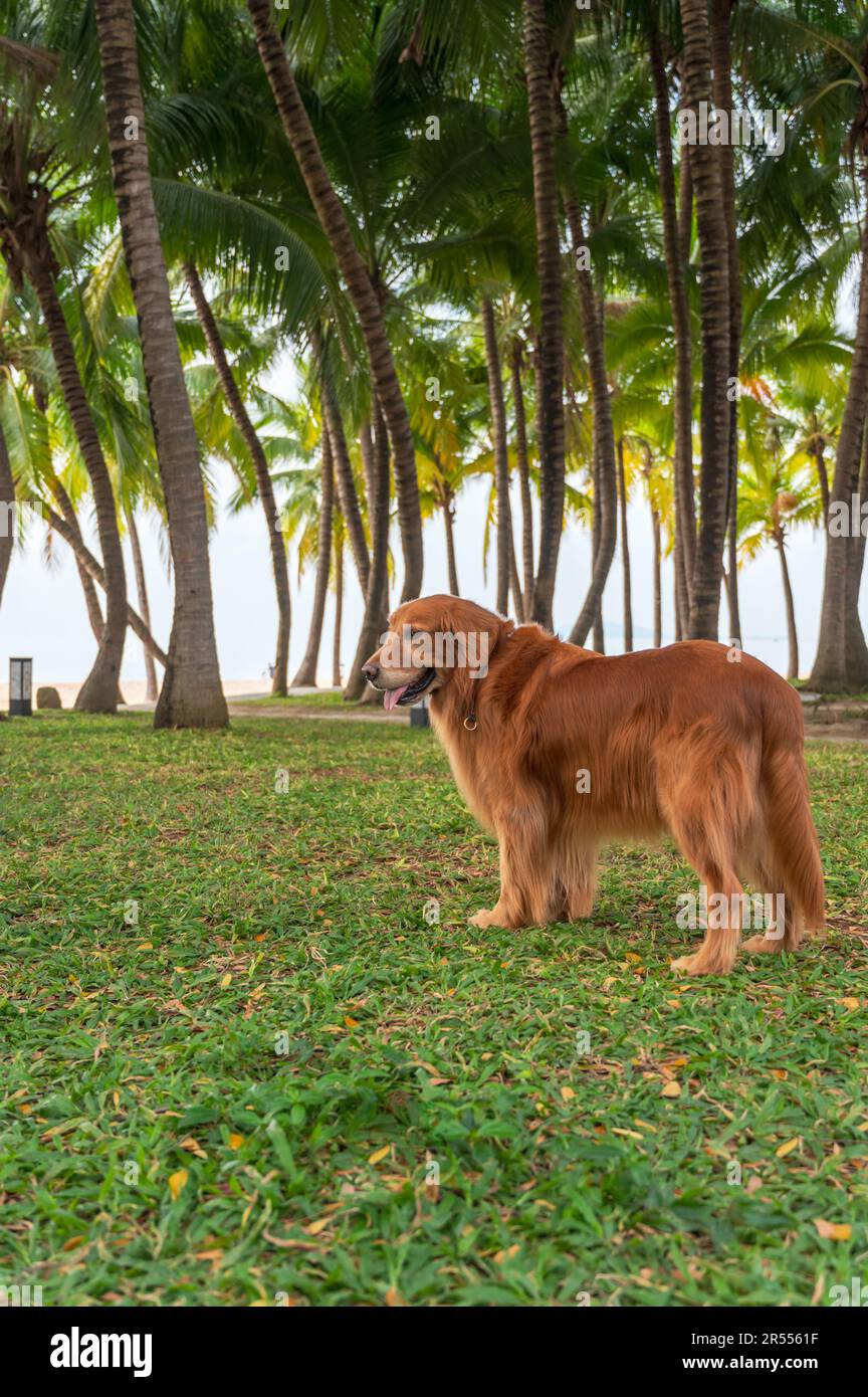 Golden Retriever stands in a coconut grove Stock Photo - Alamy