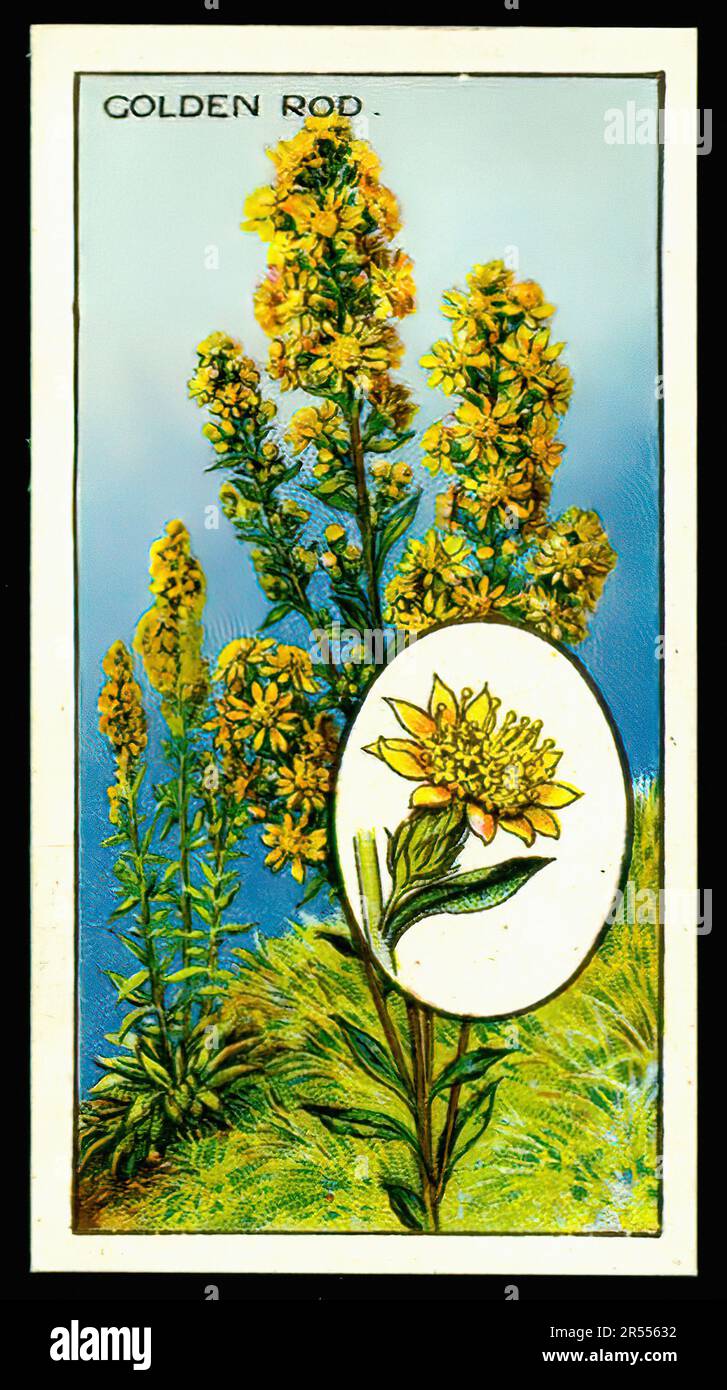 Golden Rod - Vintage Cigarette Card Stock Photo - Alamy