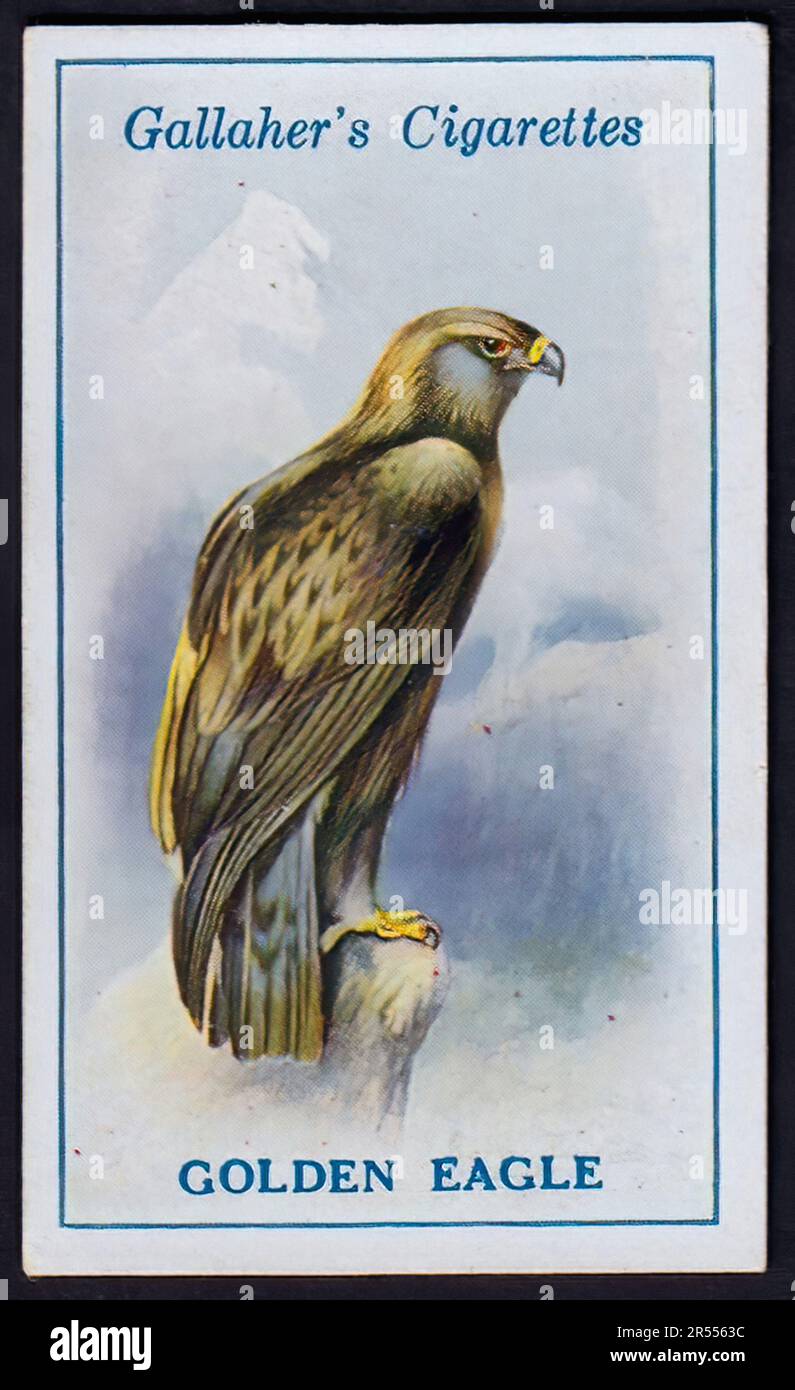 Golden Eagle 001 - Vintage Cigarette Card Stock Photo - Alamy