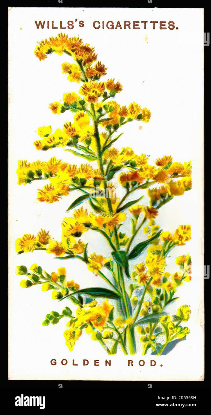 Golden Rod 001 - Vintage Cigarette Card Stock Photo - Alamy