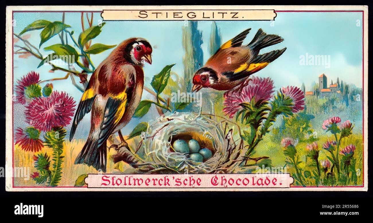 Goldfinch - Vintage German Tradecard Stock Photo - Alamy