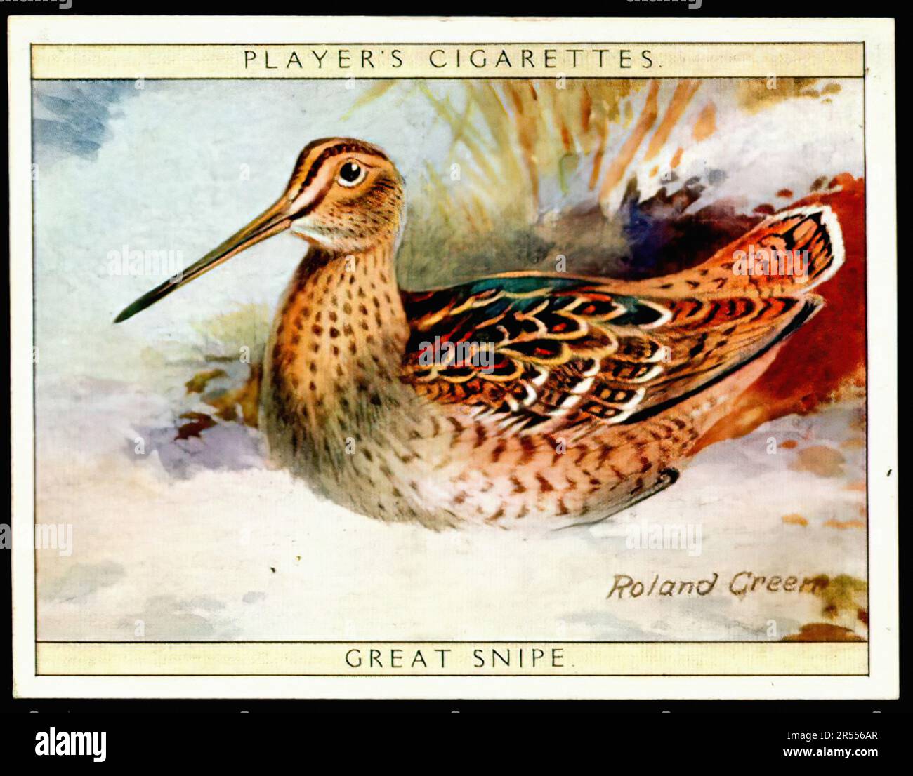 Great Snipe - Vintage Cigarette Card Stock Photo - Alamy