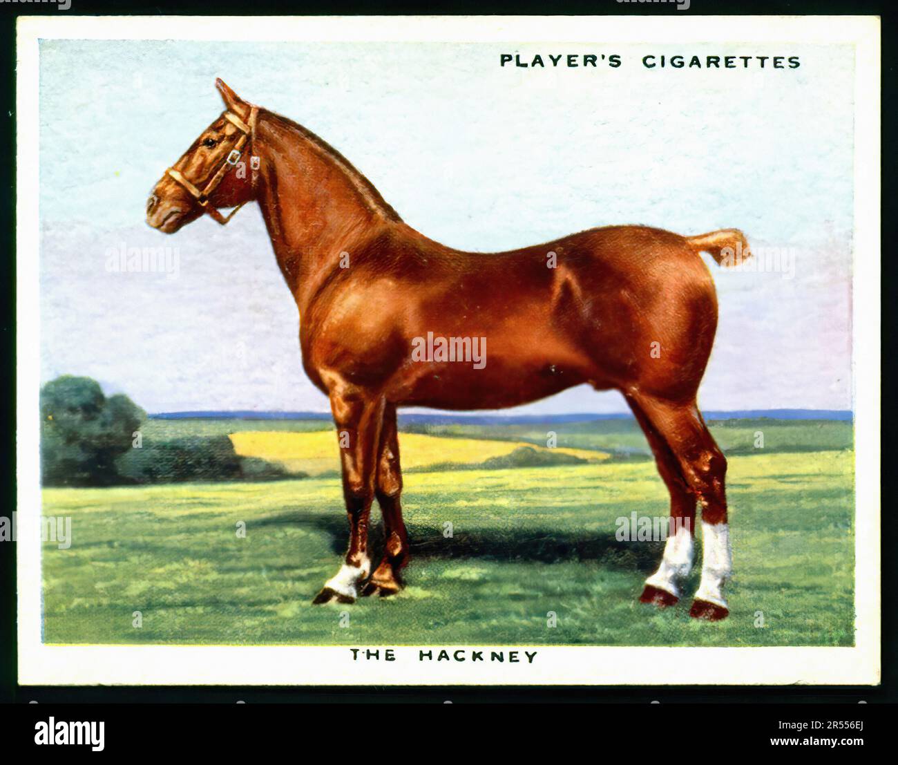 Hackney - Vintage Cigarette Card Stock Photo - Alamy