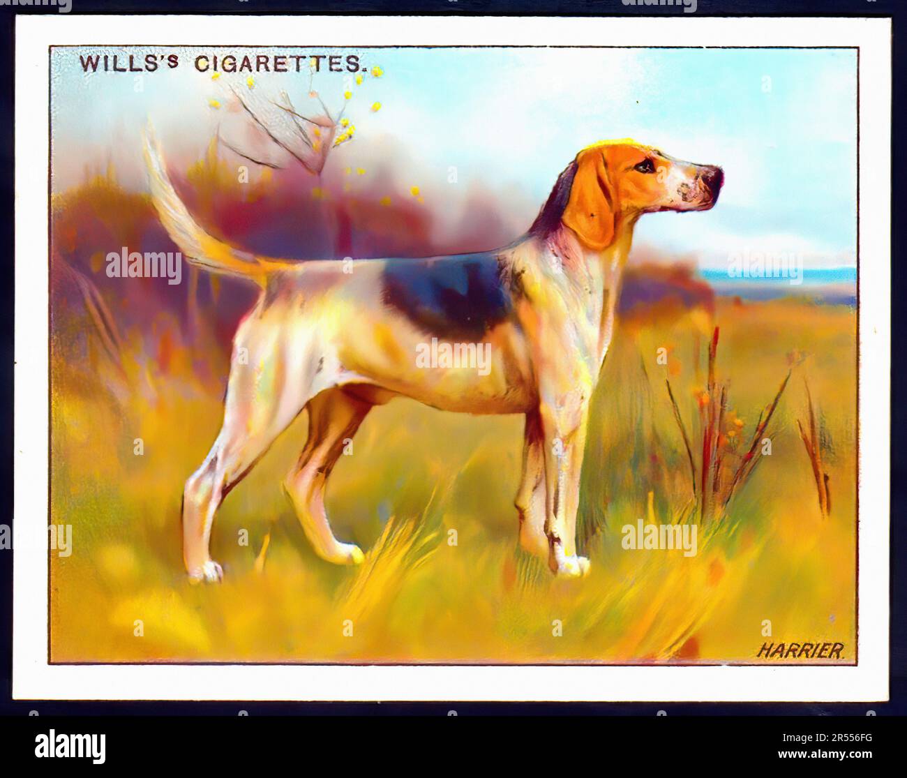 Harrier - Vintage Cigarette Card Stock Photo - Alamy