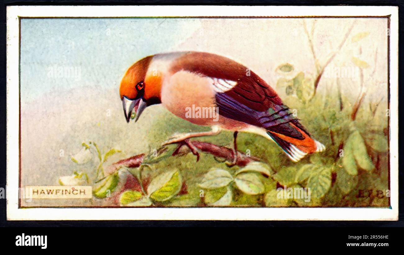 Hawkfinch - Vintage Cigarette Card Stock Photo - Alamy