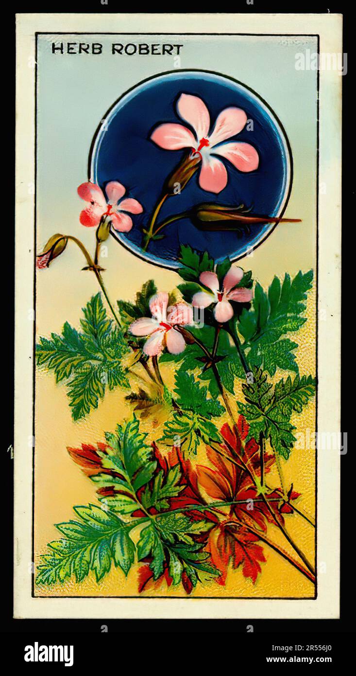 Herb Robert - Vintage Cigarette Card Stock Photo - Alamy