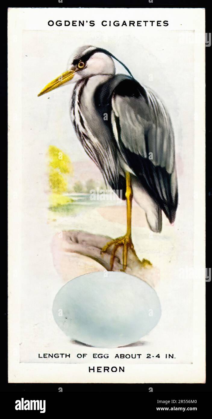 Heron - Vintage Cigarette Card Stock Photo - Alamy