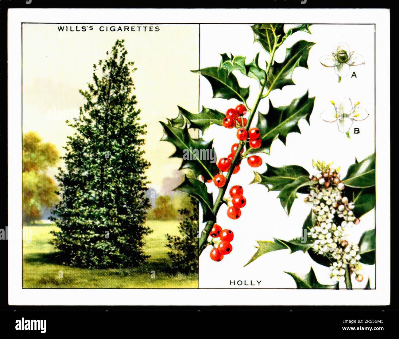 Holly Tree - Vintage Cigarette Card Stock Photo - Alamy