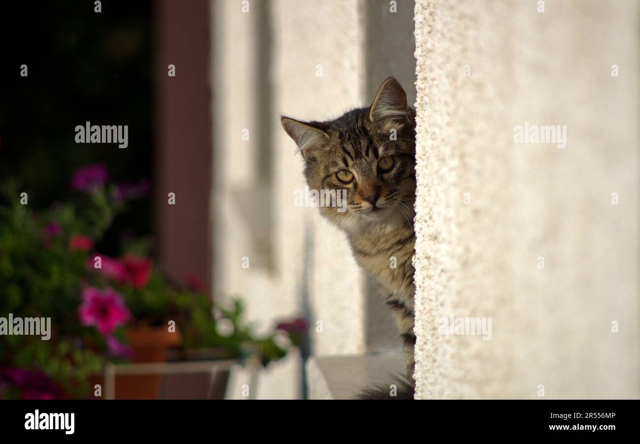 View of a cat behind a wall Stock Photo - Alamy
