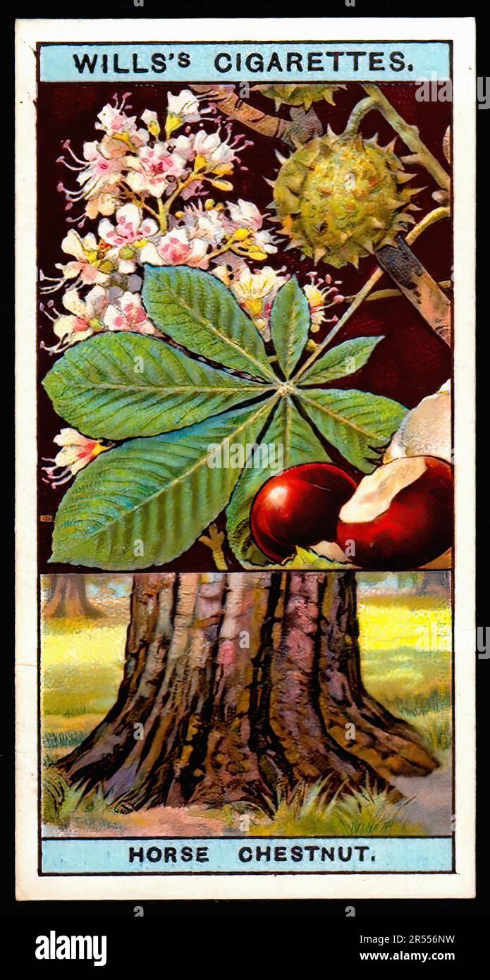 Horse Chestnut - Vintage Cigarette Card Stock Photo - Alamy