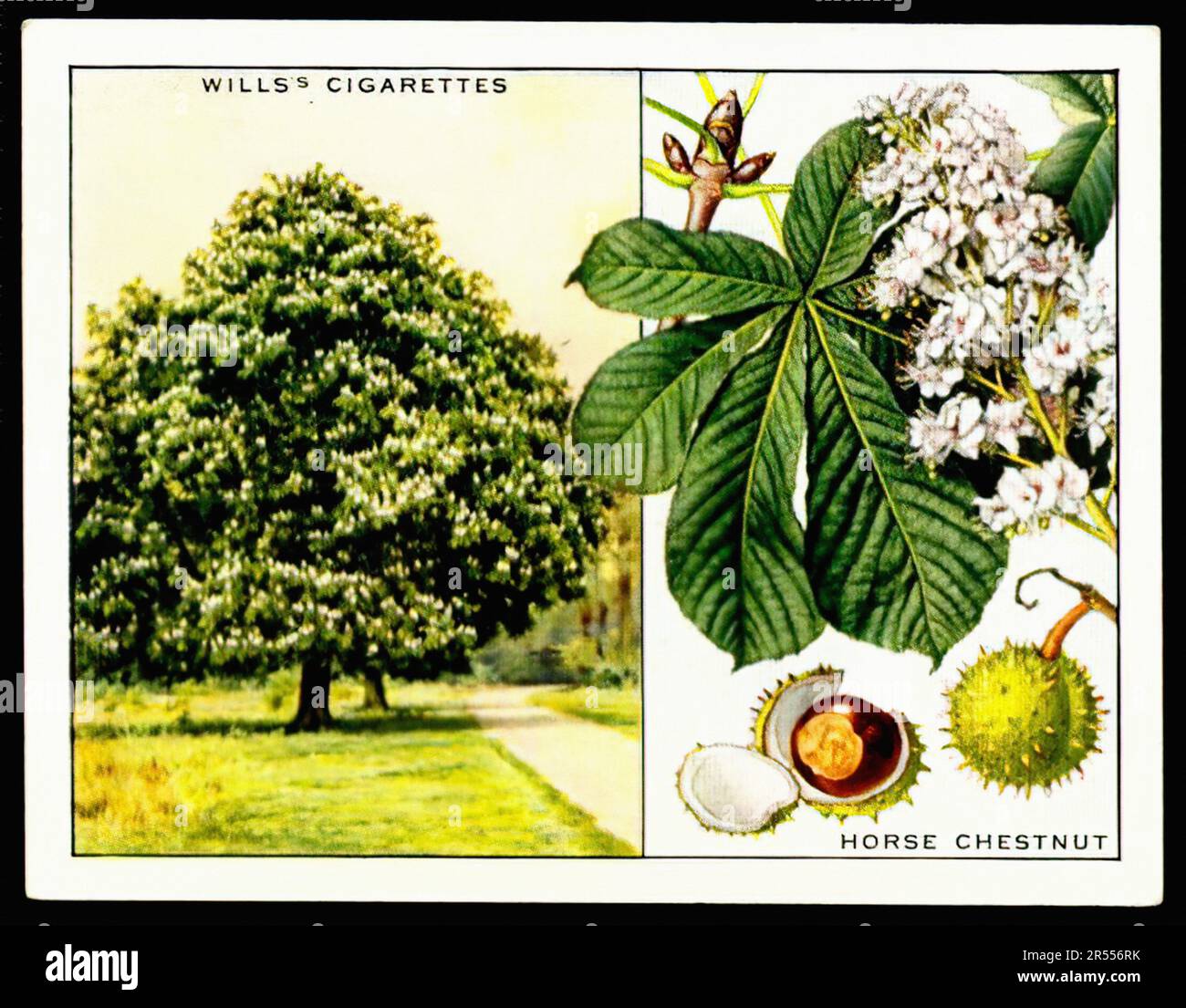 Horse Chestnut Tree - Vintage Cigarette Card Stock Photo - Alamy