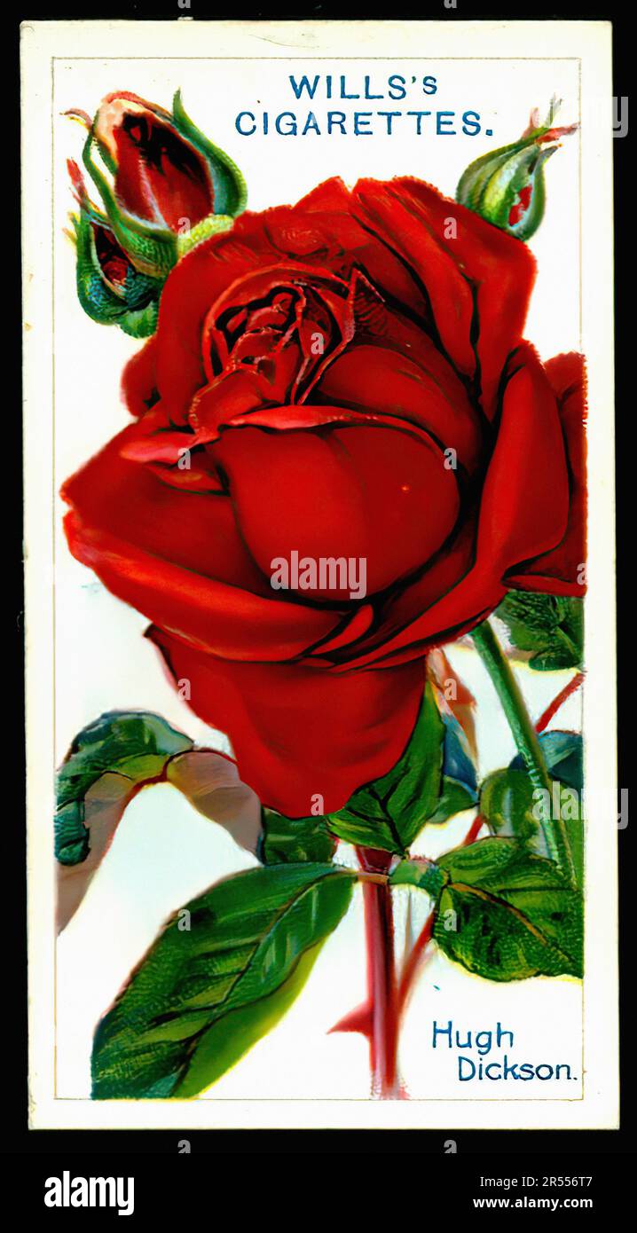 Hugh Dickson Rose - Vintage Cigarette Card Stock Photo - Alamy