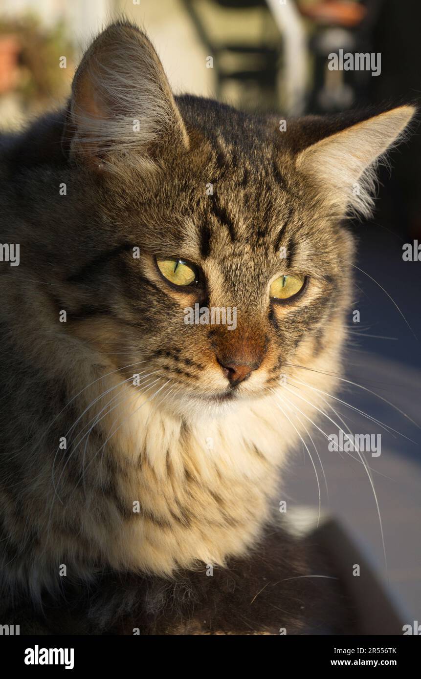 View of a cat in dim light Stock Photo - Alamy