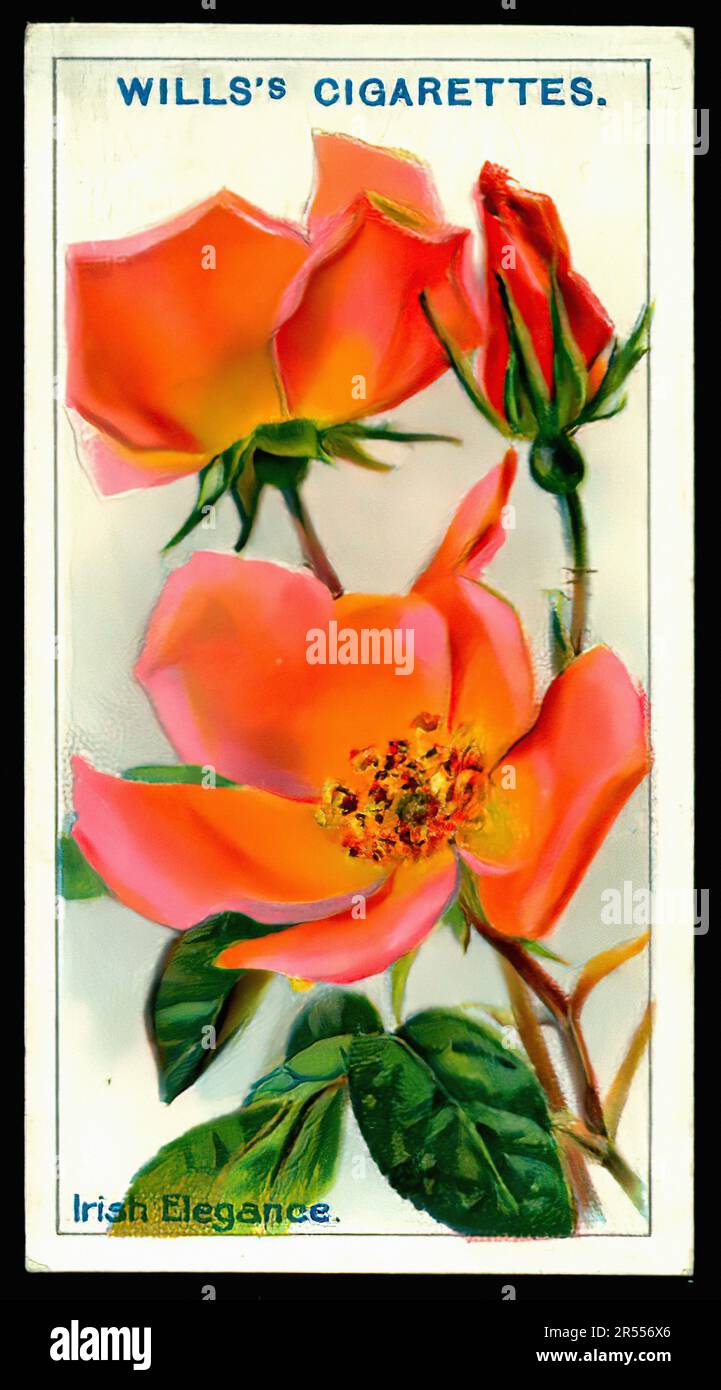 Irish Elegance Rose - Vintage Cigarette Card Stock Photo - Alamy