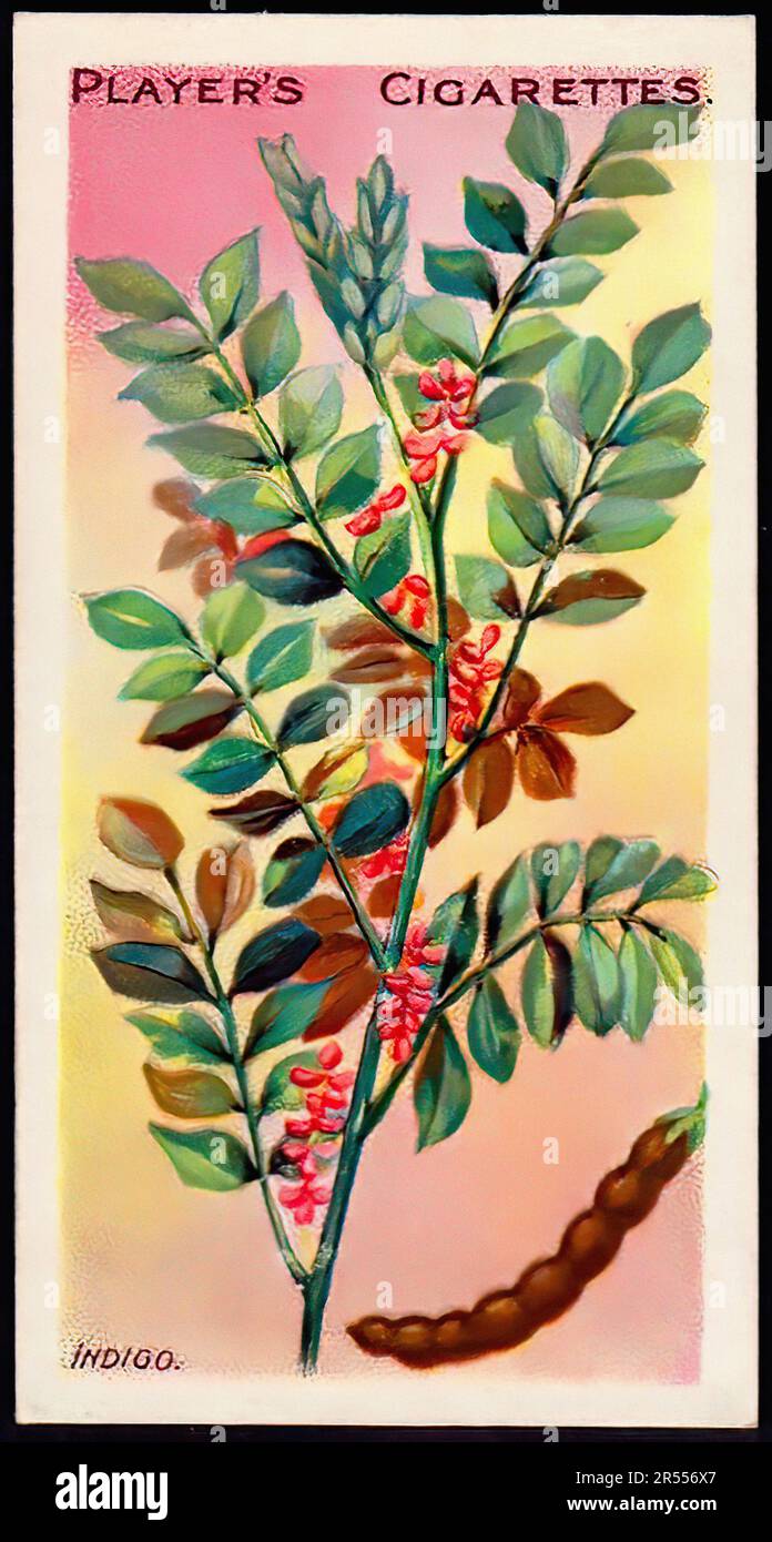 Indigo - Vintage Cigarette Card Stock Photo - Alamy