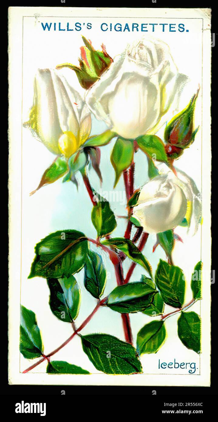 Iceberg Rose - Vintage Cigarette Card Stock Photo - Alamy
