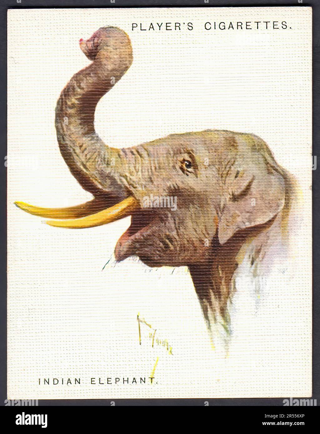 Indian Elephant - Vintage Cigarette Card Stock Photo - Alamy