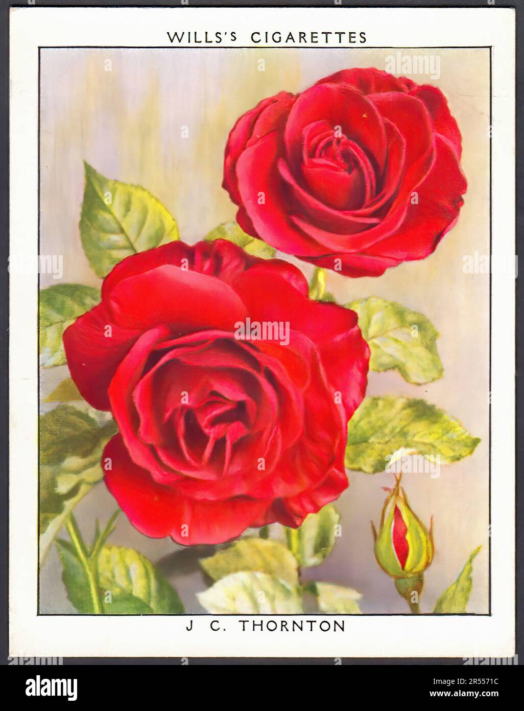 J.C.Thornton Rose - Vintage Cigarette Card Stock Photo - Alamy