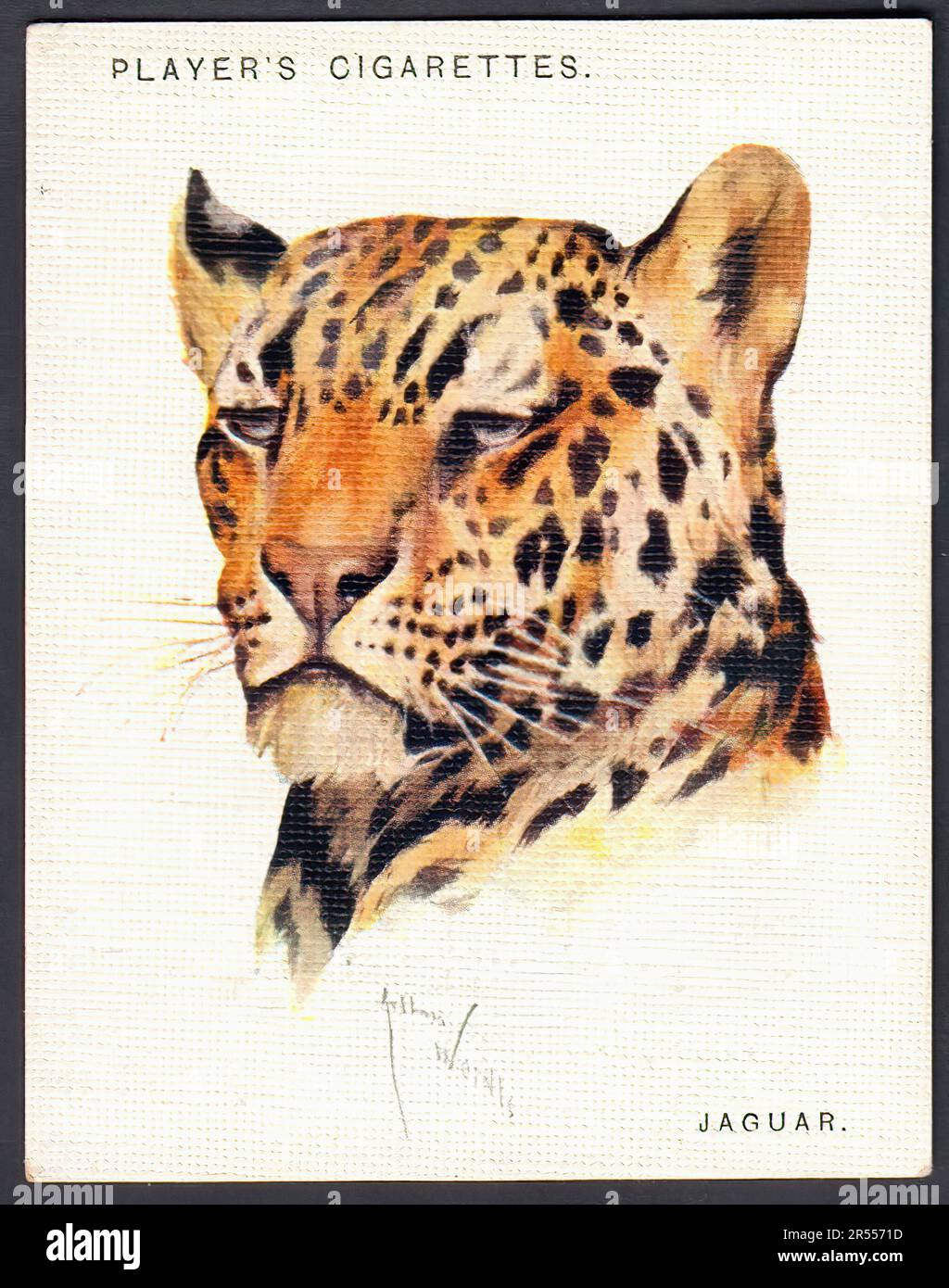 Jaguar - Vintage Cigarette Card Stock Photo - Alamy