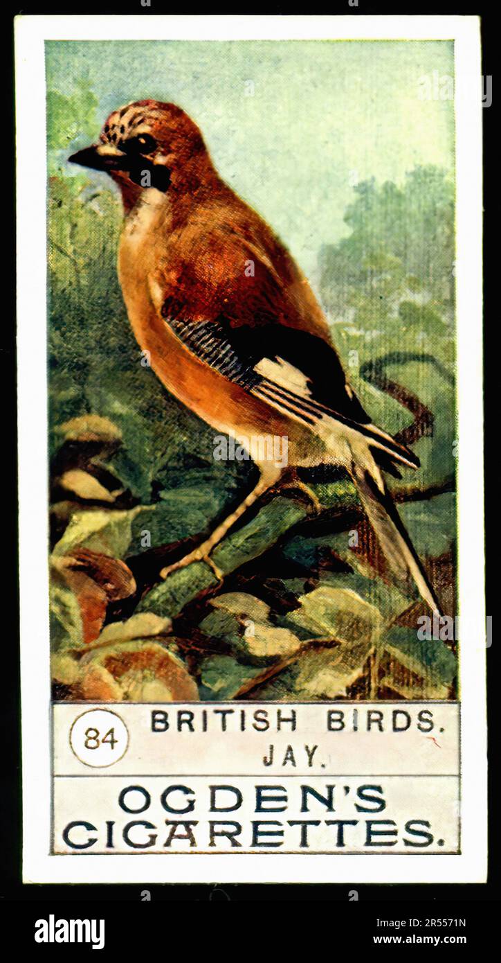 Jay 001 - Vintage Cigarette Card Stock Photo - Alamy