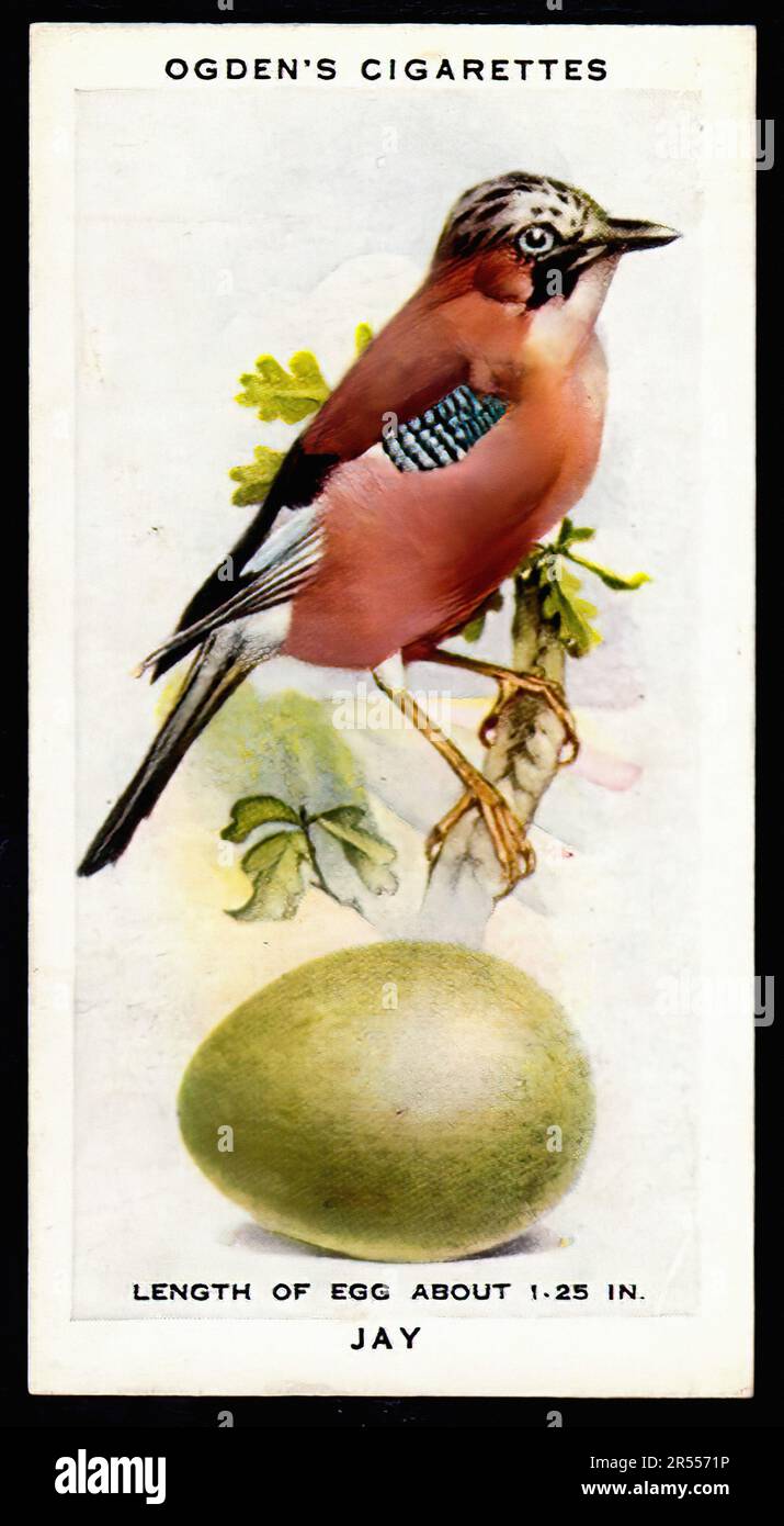 Jay - Vintage Cigarette Card Stock Photo - Alamy