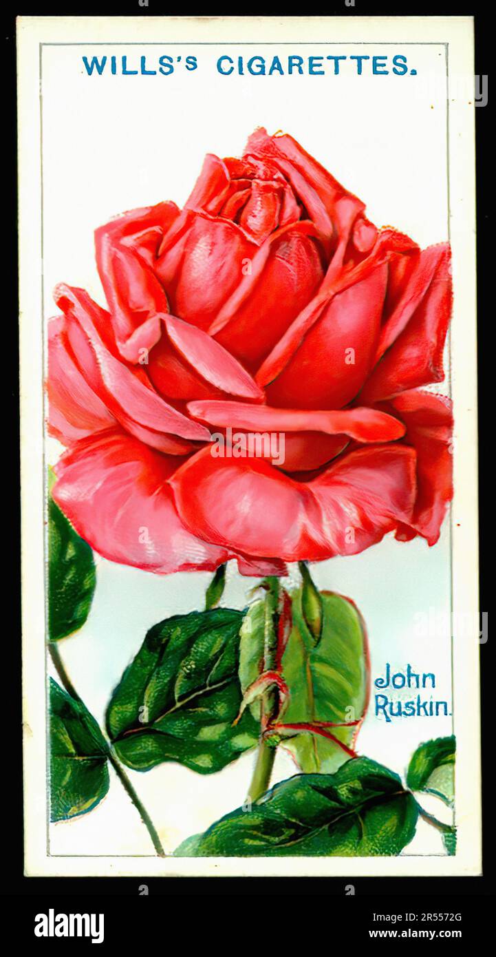 John Ruskin Rose - Vintage Cigarette Card Stock Photo - Alamy